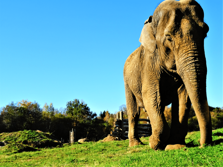 Elephant Haven, les éléphants ont enfin leur maison de retraite