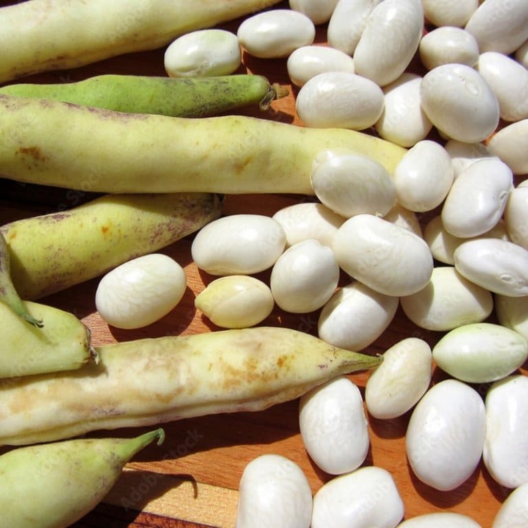 Coco de Paimpol, l’emblématique haricot breton