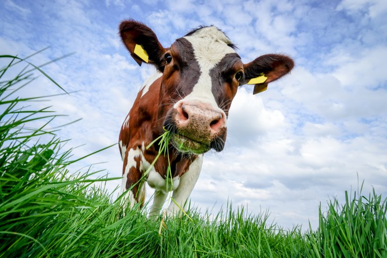 Happy, la certification qui garantit le bien-être des vaches dans les ...