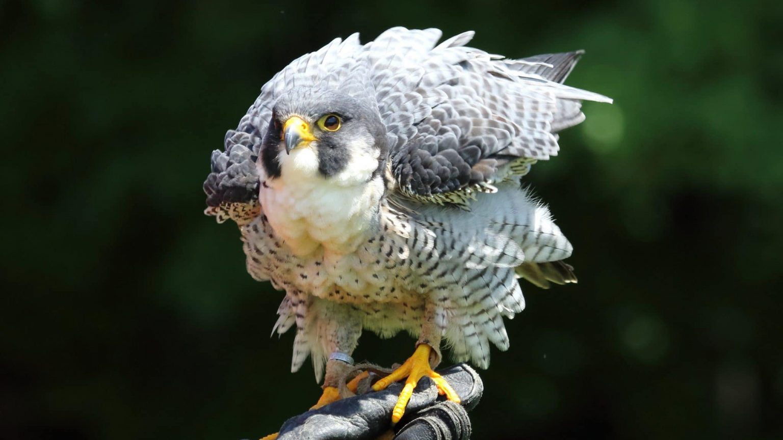 Québec : un programme pour sauver et réhabiliter les rapaces