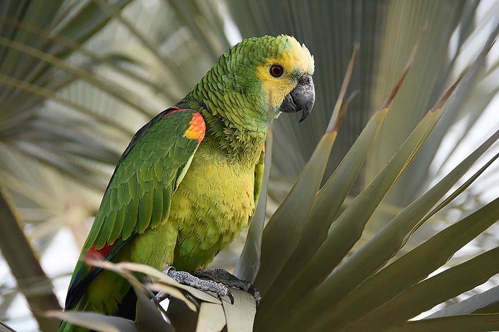 Parrot World, un parc animalier immersif aux portes de Paris