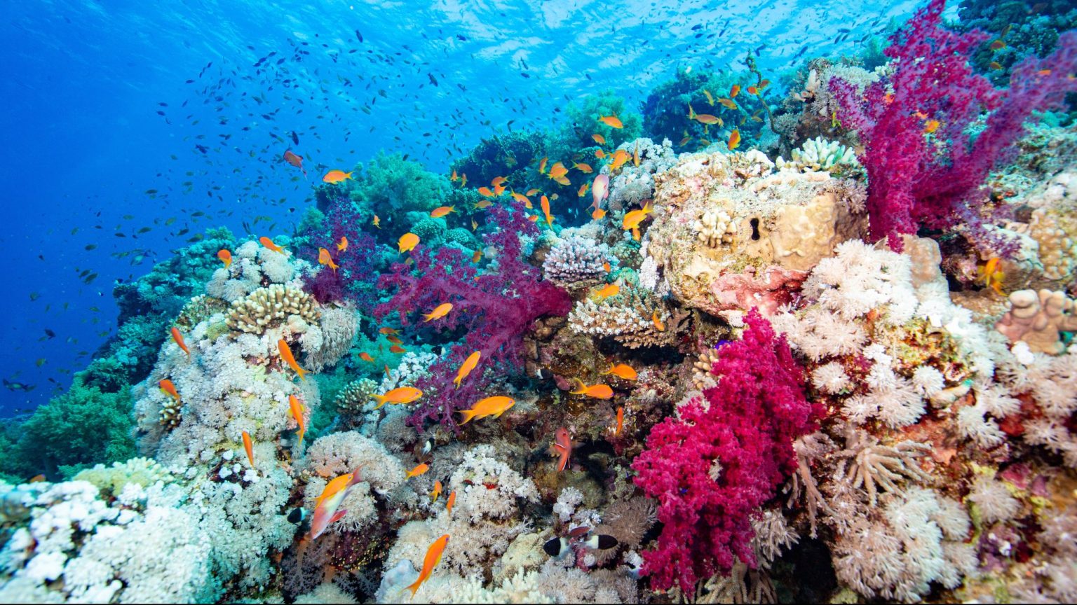 Le corail, le plus vieil animal colonial vivant du monde