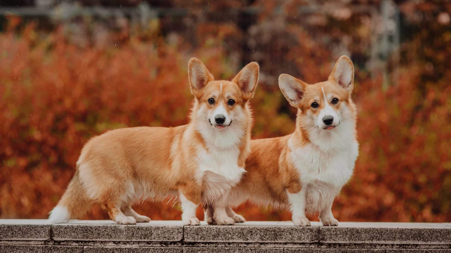 Le corgi, le chien « royal » qui séduit de plus en plus de Français