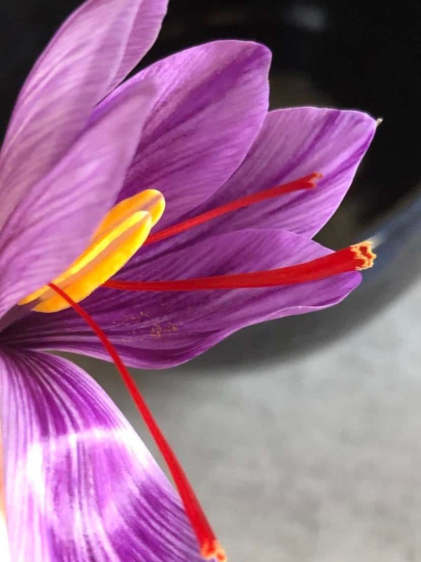 Jura : après une carrière dans la vente, elle cultive du safran