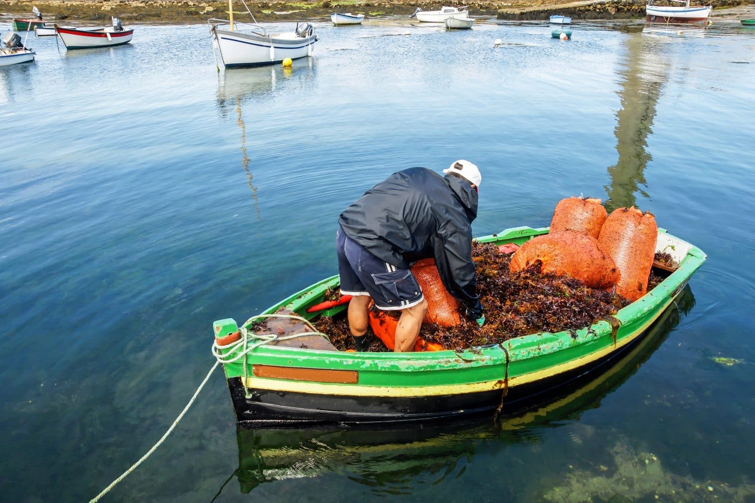 Quels sont les bienfaits des algues comestibles pour la santé