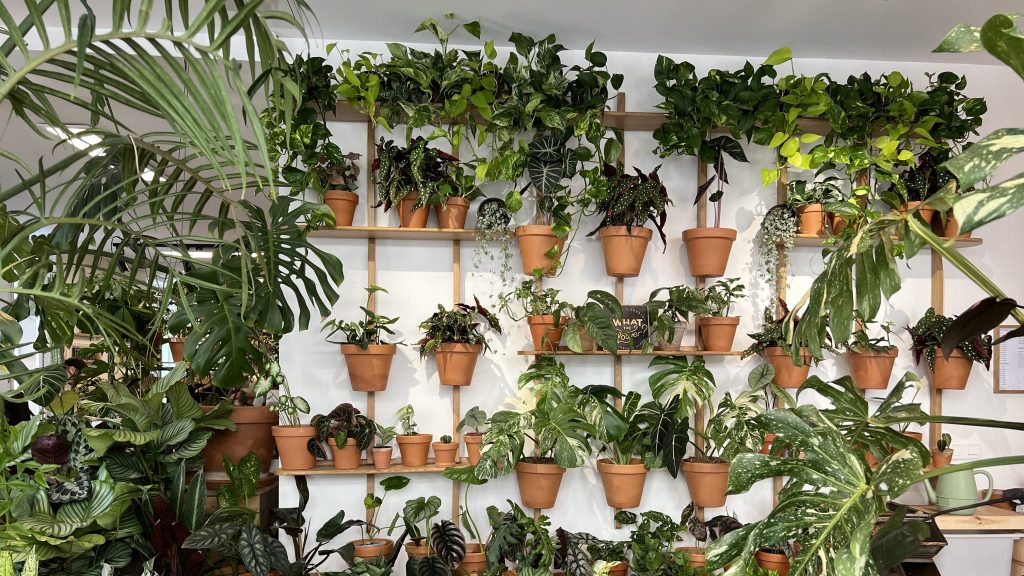 Comment bien prendre soin de ses plantes vertes Comment bien prendre soin de ses plantes vertes