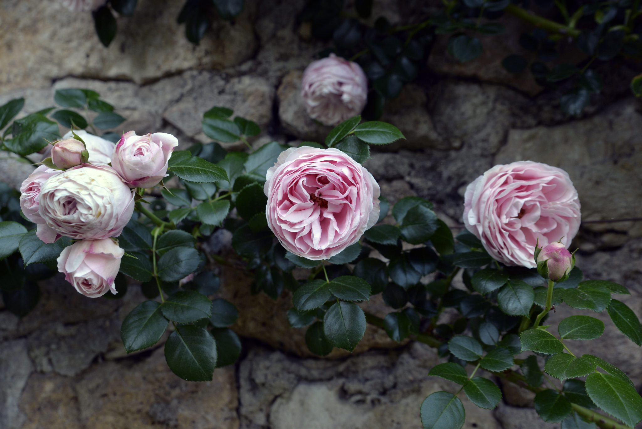 Dordogne : à Vélines, la beauté romantique des Jardins de Sardy