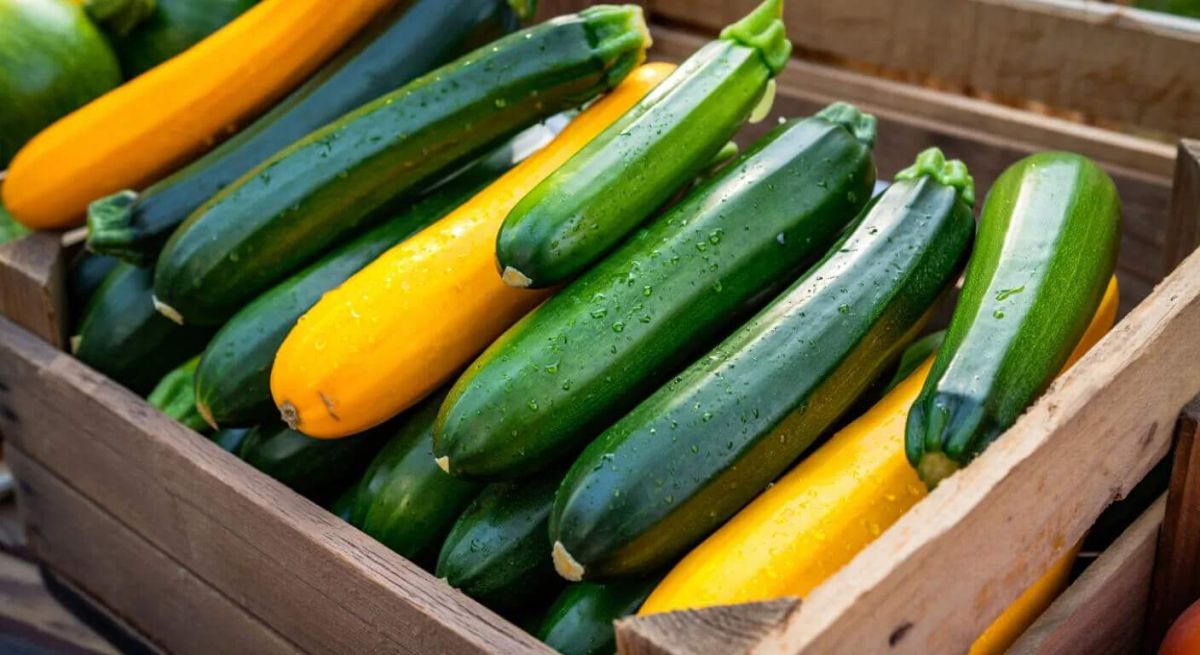 Ce que la science vient de révéler sur les courgettes va totalement ...